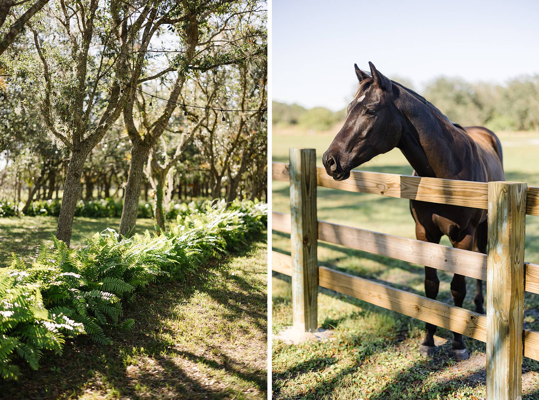 A Line Ranch, Fort Myers | Wedding - shanelongphotography.com