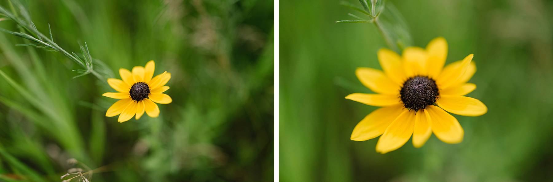 Canon RF35mm F1.4 L VCM | Lens Review - shanelongphotography.com